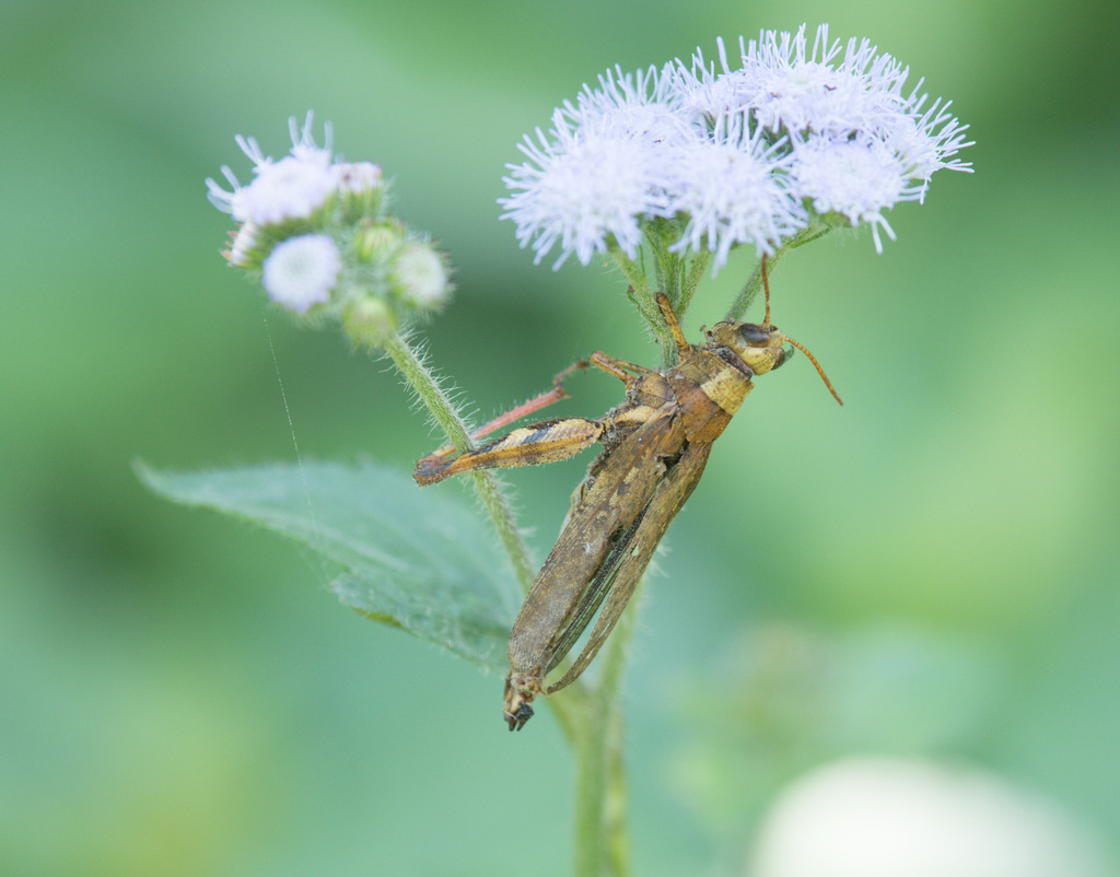 Entomophaga grylli in April 2024 by Shanda Huang · iNaturalist