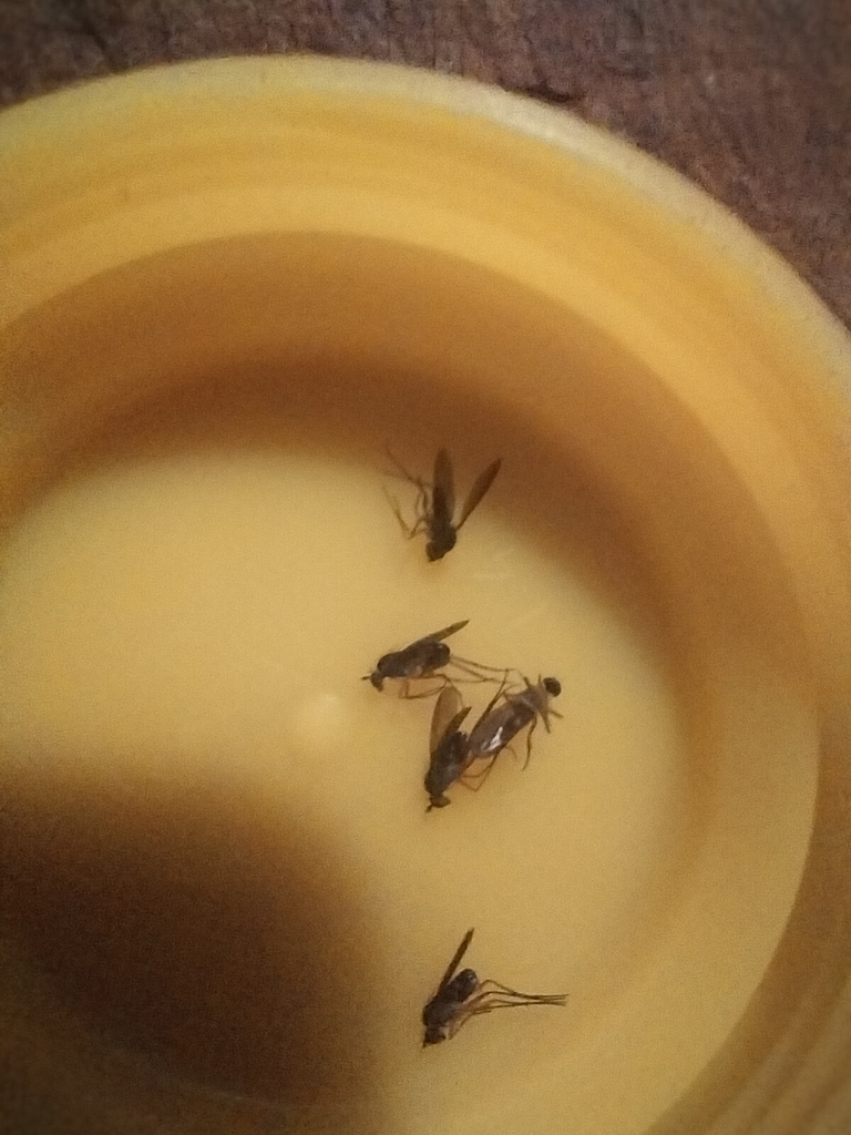 Long-legged Flies from Brooklyn Road opposite Central Park, Mount Cook ...