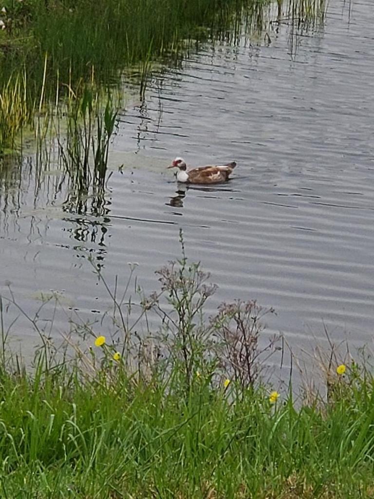 Domestic Muscovy Duck from Stirling Bridge, Austin, TX 78754, USA on ...