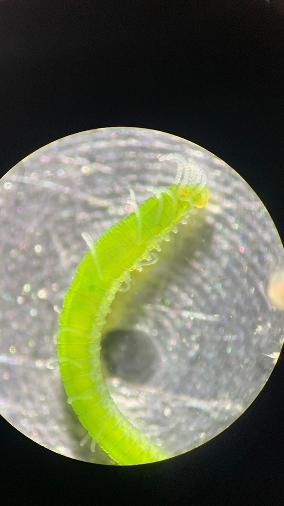 Polychaete Worms from Maria Island, Tasmania, Australia on April 24 ...