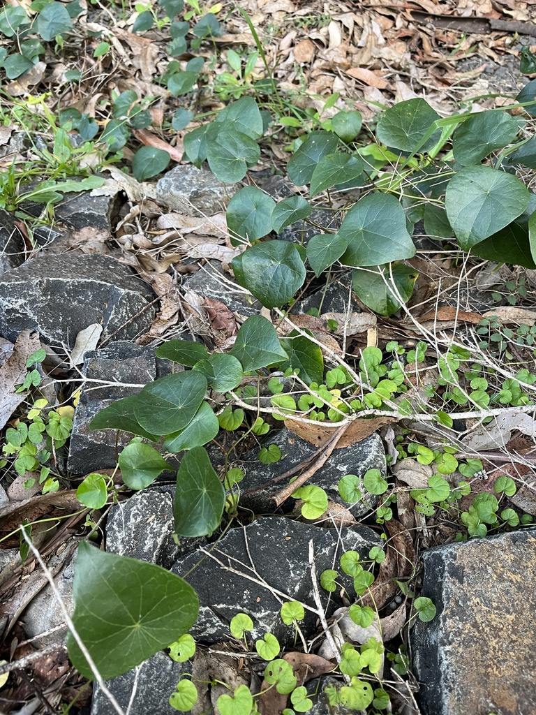 Tapevine from Pelican Rd, St Georges Basin, NSW, AU on June 19, 2023 at ...