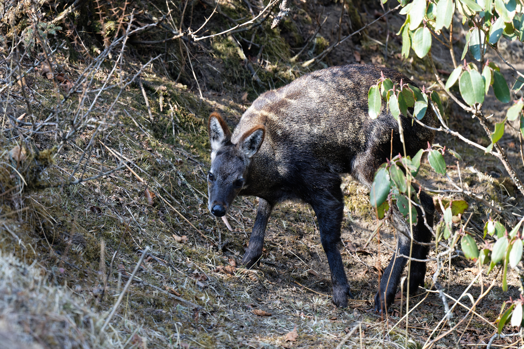 Ruminants (Ruminantia) - Know Your Mammals