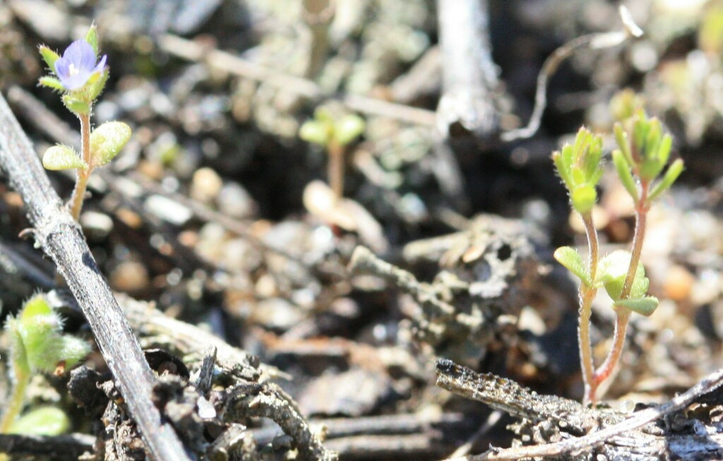 Spring Speedwell from Серпуховский р-н, Московская обл., Россия on ...