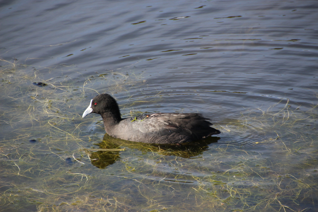 Eurasian Coot from Adelaide SA, Australia on May 24, 2023 at 11:35 AM ...