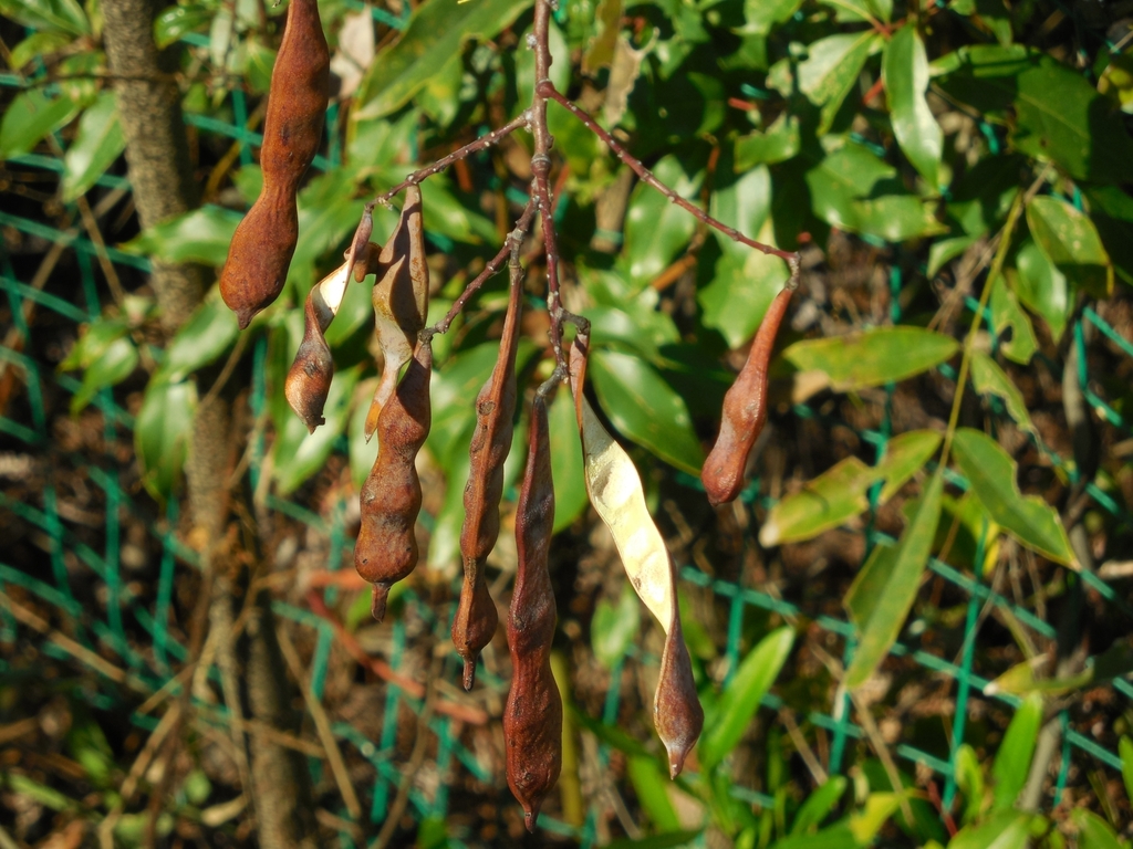 Wisteriopsis from Ningde, CN-FJ, CN on December 18, 2022 at 11:00 AM by ...