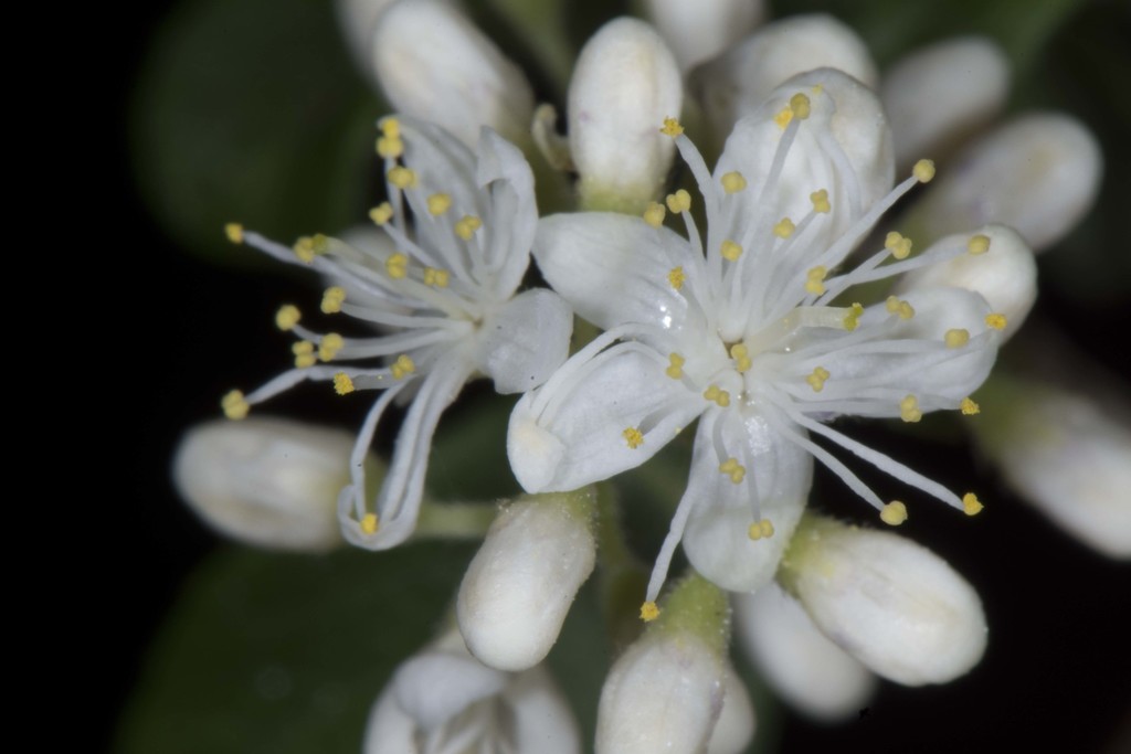 symplocos family (Symplocaceae) - Botanical Realm