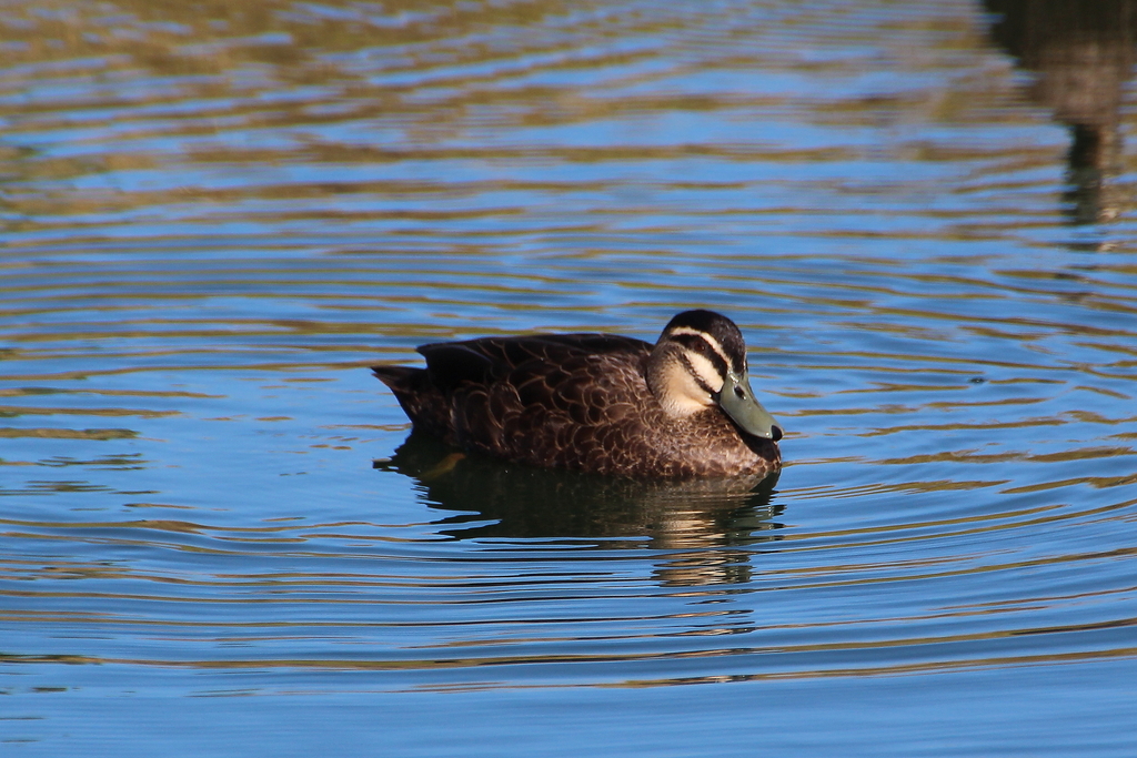 Pacific Black Duck from Adelaide SA, Australia on February 19, 2024 at ...
