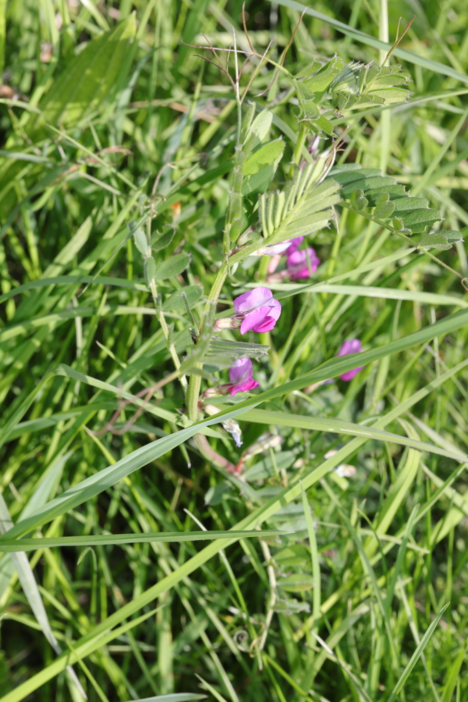 Common Vetch from Pickerings Pasture, Mersey View Road, Halebank ...