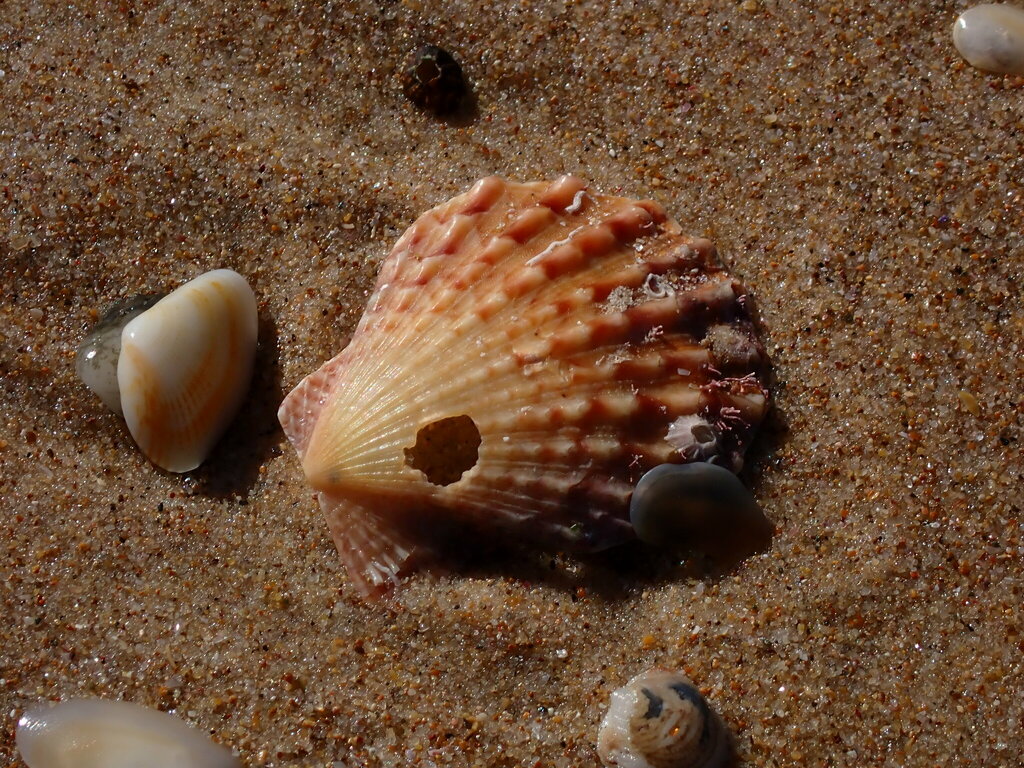 Livid Fan Scallop from Valla Beach NSW 2448, Australia on May 1, 2024 ...