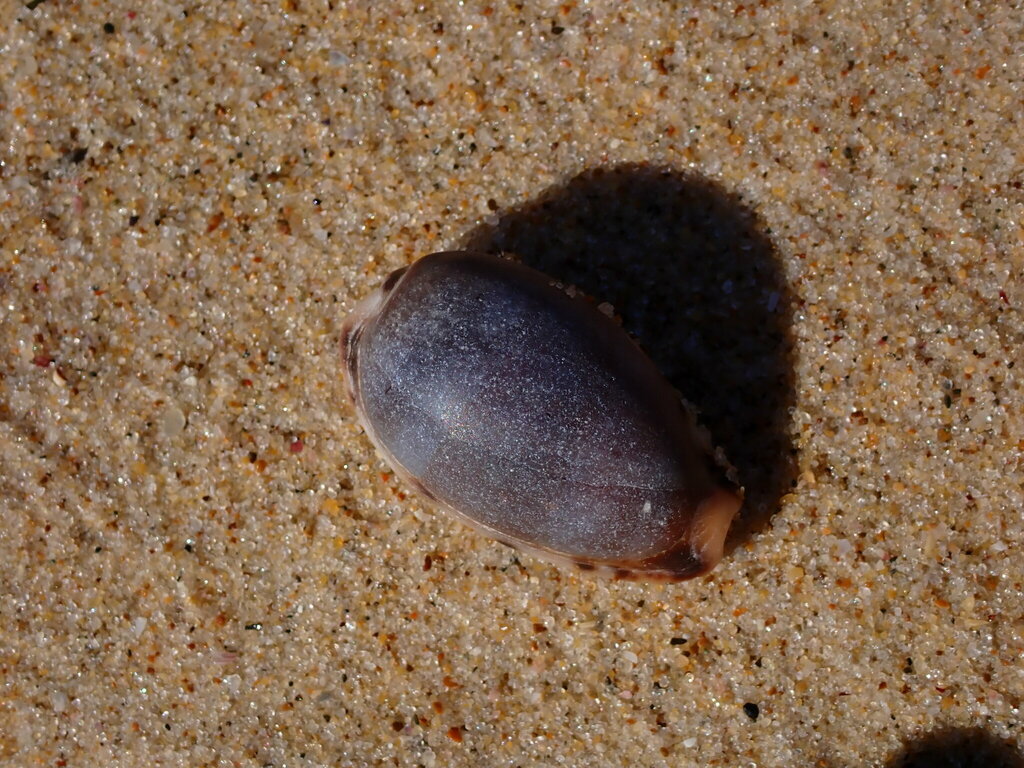 yellow-toothed cowrie from Valla Beach NSW 2448, Australia on May 1 ...