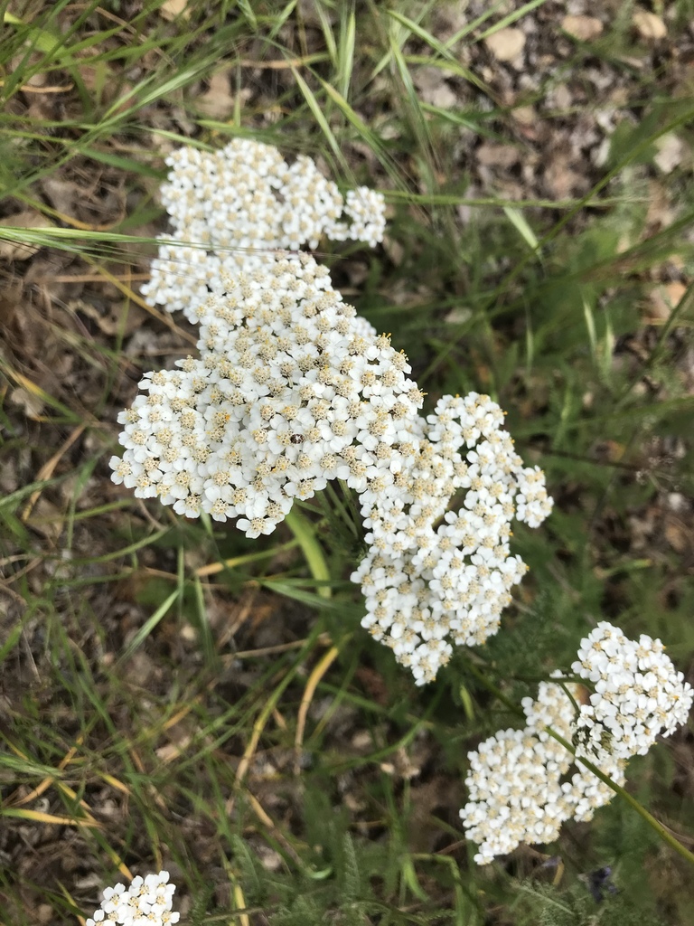 common yarrow from Channel Islands National Park, , CA, US on April 28 ...