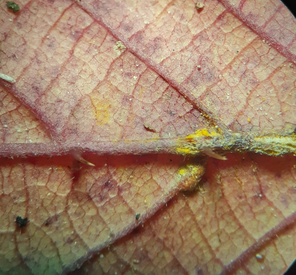 pale bramble rust from Kitzeck, Leibnitz, Österreich on April 29, 2024 ...