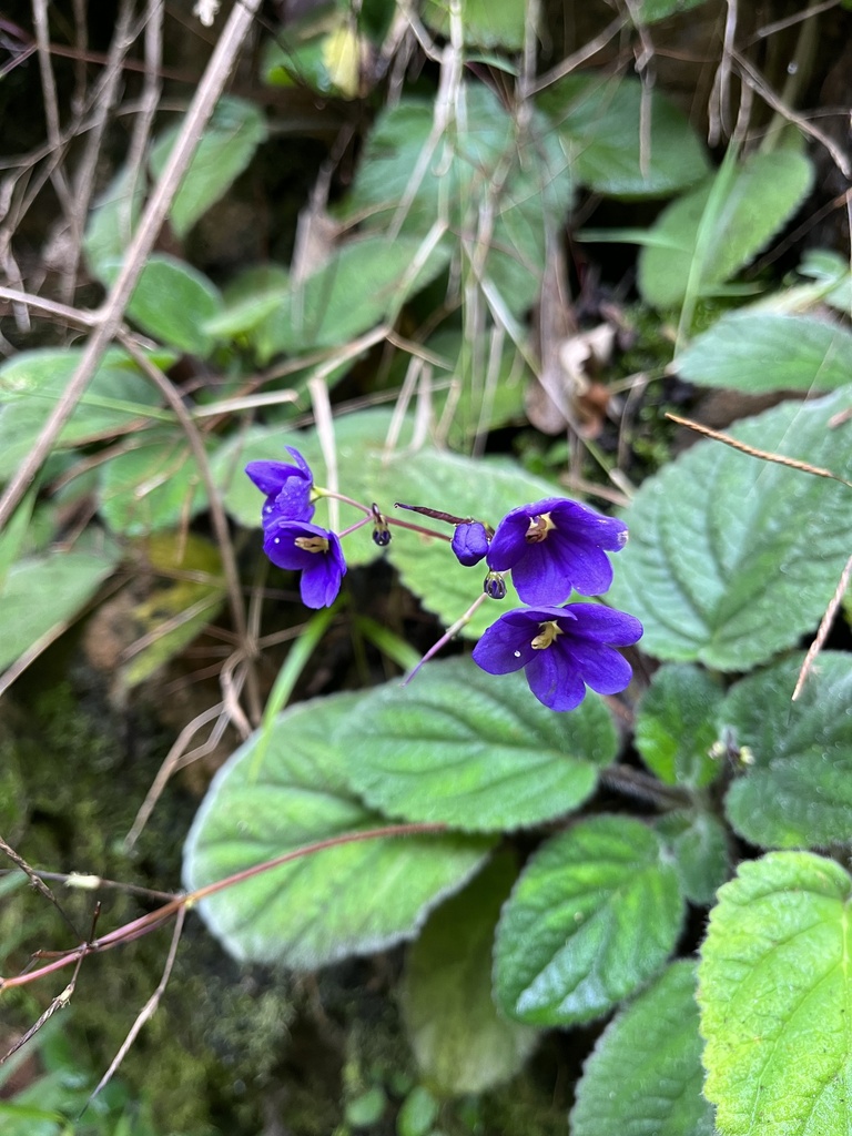 Rock Violet from Eungella National Park, Eungella Hinterland, QLD, AU ...