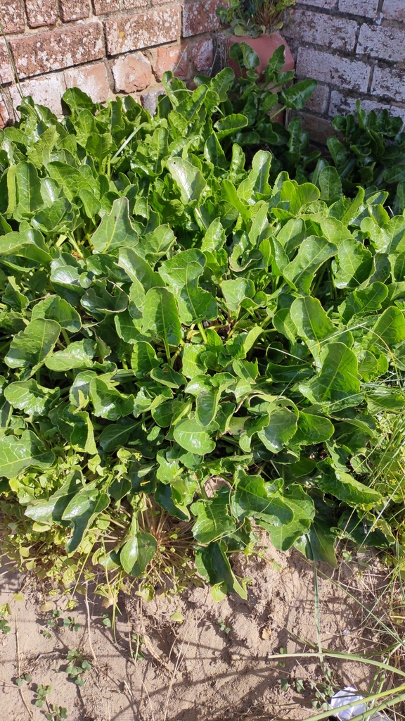 sea beet from Lancashire, UK on April 28, 2024 at 11:01 AM by Ben Deed ...
