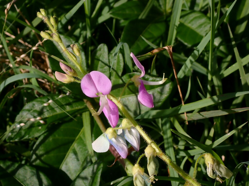 Silverleaf Desmodium from Valla Beach NSW 2448, Australia on May 1 ...