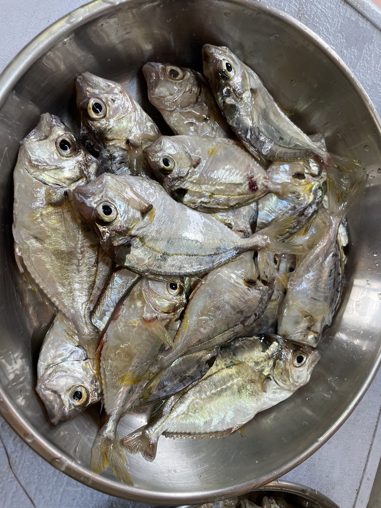 Nuchequula from Tolo Harbour, New Territories, HK on May 1, 2024 at 12: ...