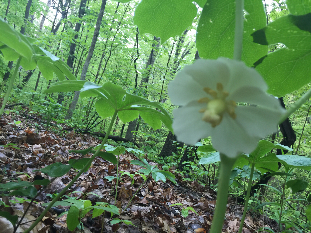 mayapple from Cuyahoga Valley National Park, Peninsula, OH, US on May ...