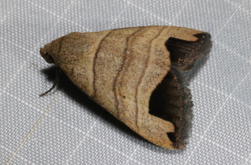 Bocula marginata from Hong Kong on April 29, 2024 at 09:15 PM by sk2 ...