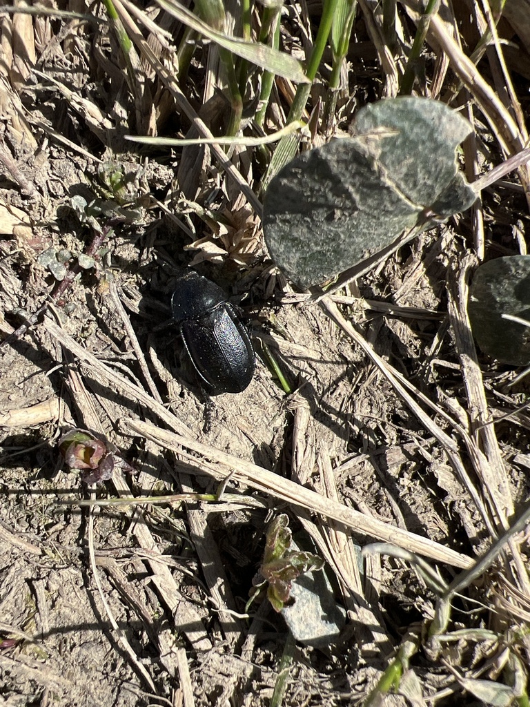 Silpha tyrolensis from Národný park Malá Fatra, Šútovo, ZI, SK on May 1 ...