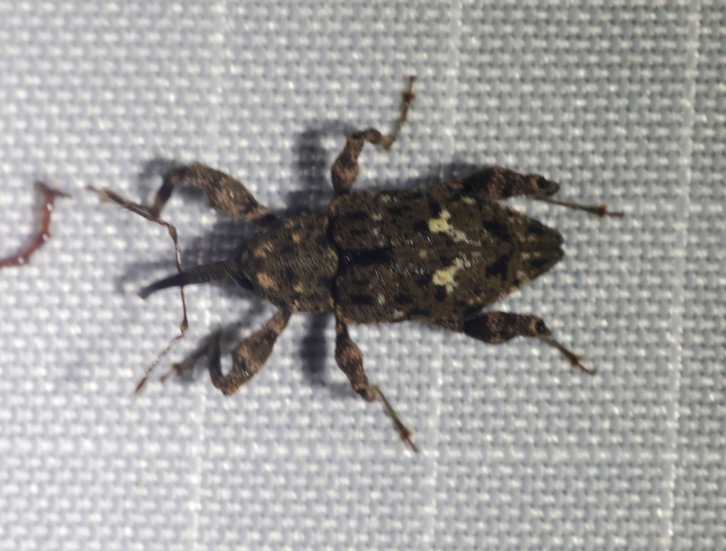 Acicnemis from Hong Kong on April 29, 2024 at 08:51 PM by sk2 · iNaturalist