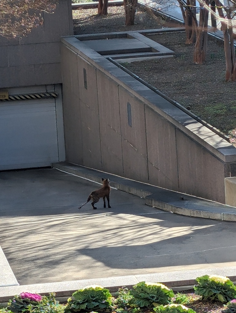 Red Fox from Capitol Hill, Washington, DC, USA on February 1, 2024 at ...
