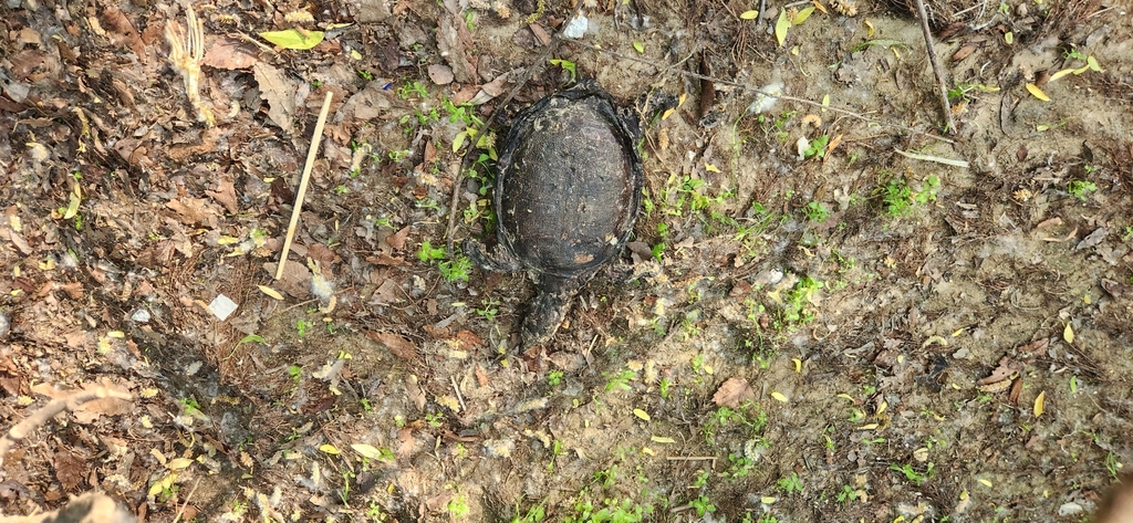 Amur Softshell Turtle from 대한민국 서울특별시 영등포구 여의동로 on May 1, 2024 at 04:56 ...