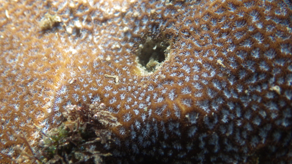 Leptastrea purpurea from Hengchun Township, Pingtung County, Taiwán 946 ...