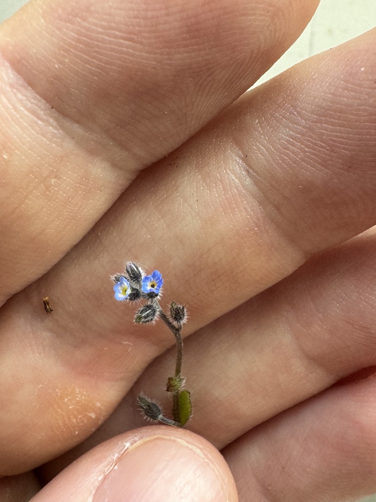 Creeping Forget-me-not in May 2024 by Sam Ebdon · iNaturalist
