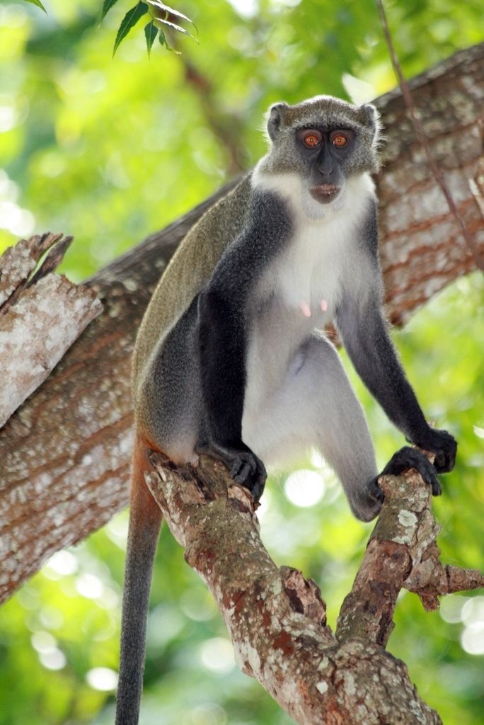 Cercopithecines (Cercopithecinae) - Know Your Mammals