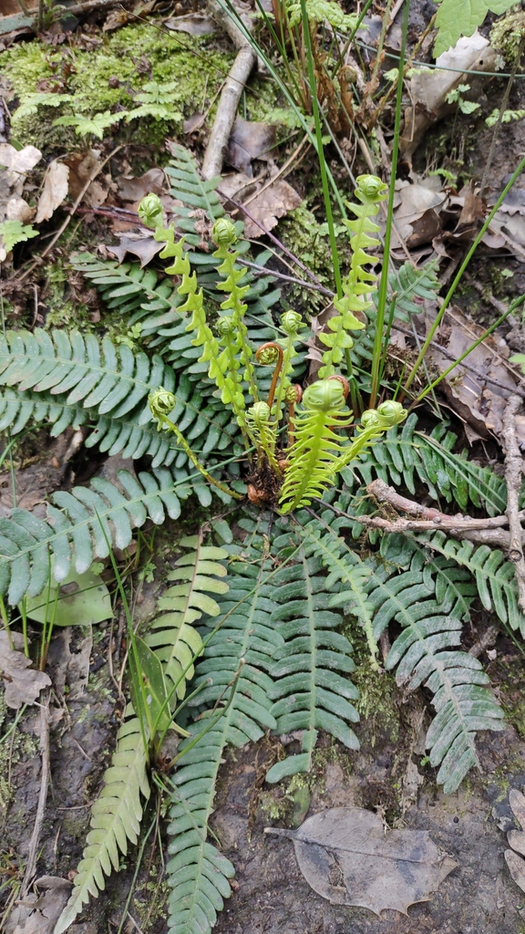 deer fern from Lancashire, UK on April 29, 2024 at 09:29 AM by Ben Deed ...