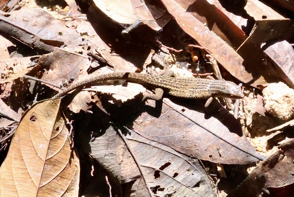 Rough-scaled Sun Skink from Cheras, 56000 Kuala Lumpur, Federal ...