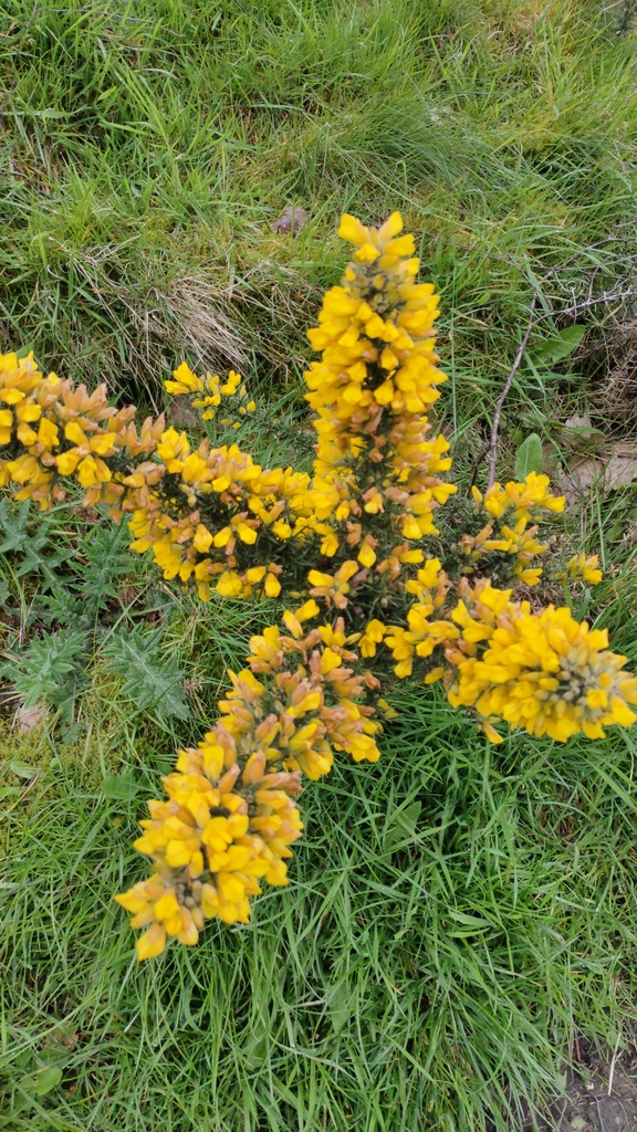 gorse from Lancashire, UK on April 29, 2024 at 09:42 AM by Ben Deed ...