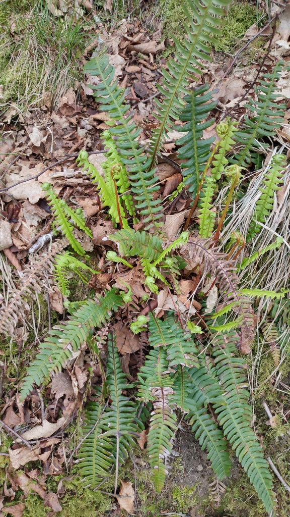 deer fern from Lancashire, UK on April 29, 2024 at 09:49 AM by Ben Deed ...