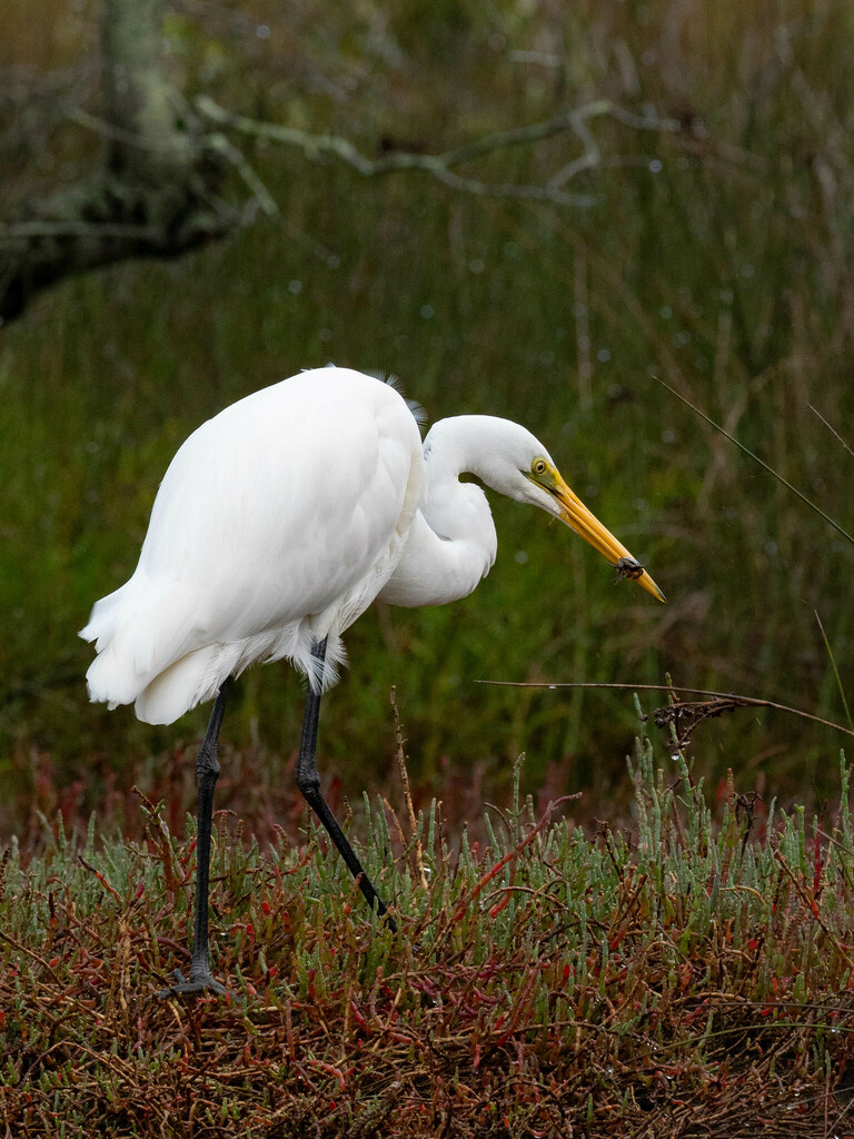 Great Egret from Newcastle NSW, Australia on May 1, 2024 at 04:00 PM by ...