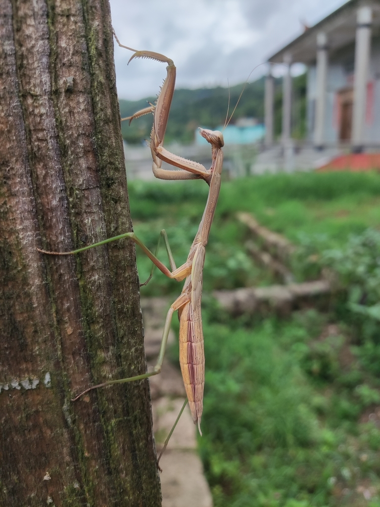 Chinese Mantis from Ningde, CN-FJ, CN on July 30, 2023 at 10:17 AM by ...