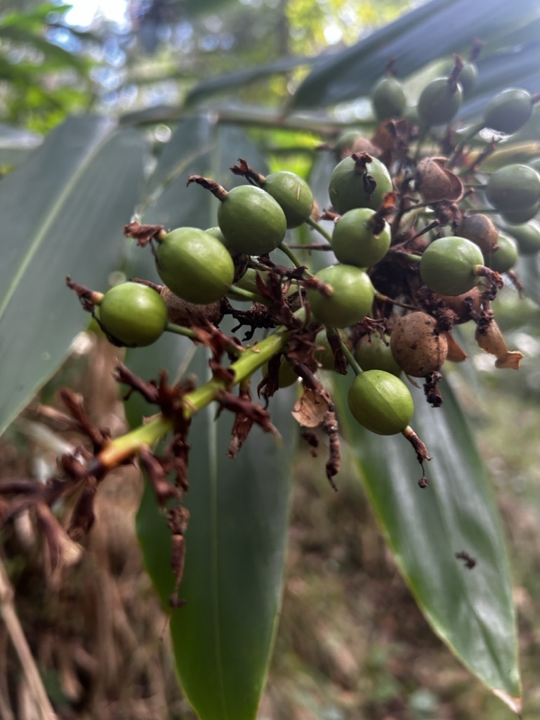 Native Ginger from Jollys Lookout QLD 4520, Australia on February 18 ...