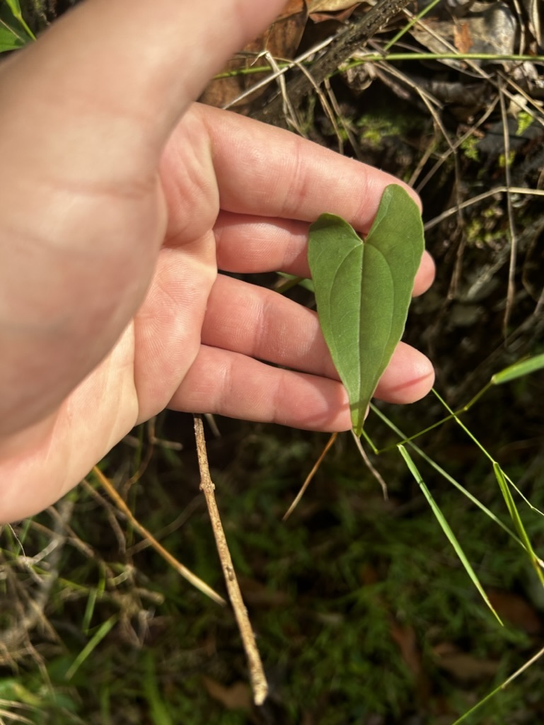 Common Yam Vine from Jollys Lookout QLD 4520, Australia on February 18, 2024 at 08:14 AM by zac ...
