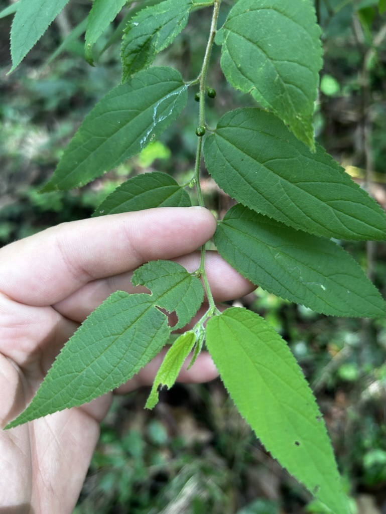 Nettle Tree from Enoggera Reservoir QLD 4520, Australia on February 18 ...