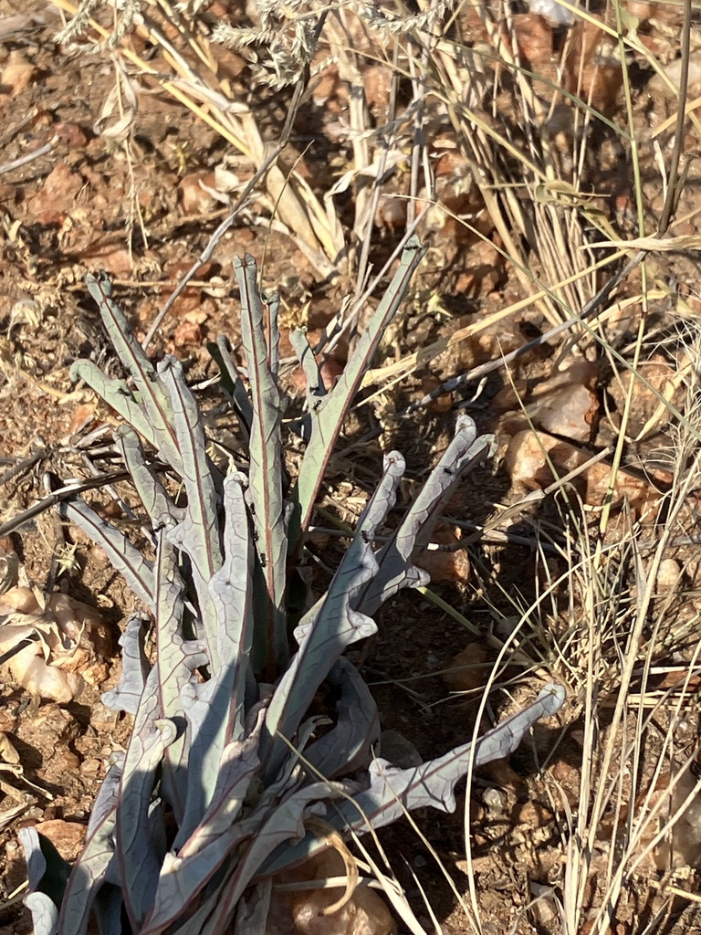 Adenia repanda from Rambling, Khomas, NA on April 28, 2024 at 10:36 AM ...