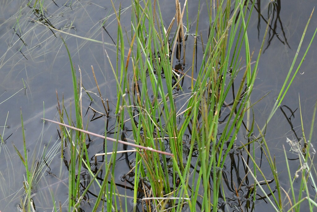 Common Spike-rush from York, UK on April 27, 2024 at 03:27 PM by Kian ...