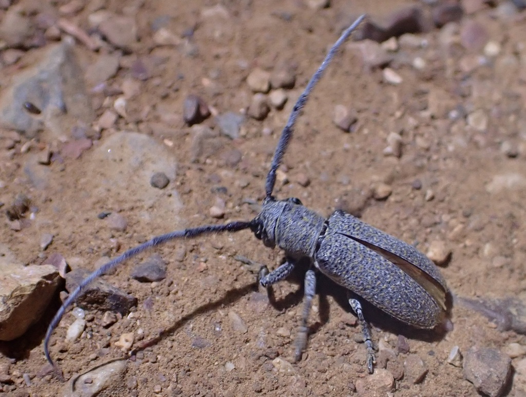 Flat-faced Longhorn Beetles from Victoria River NT 0852, Australia on ...