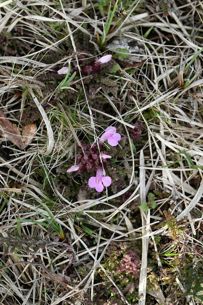 Common Lousewort from York, UK on April 27, 2024 at 04:43 PM by Kian ...