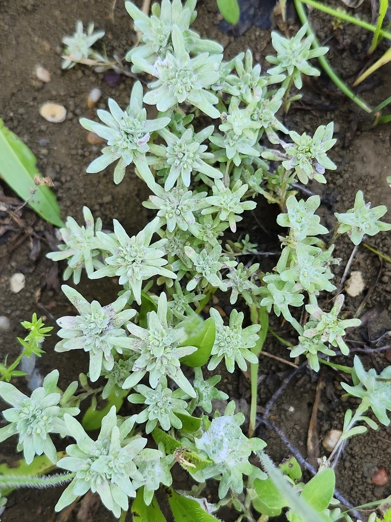 flathead rabbit tobacco from Irving, TX 75062, USA on April 29, 2024 at ...