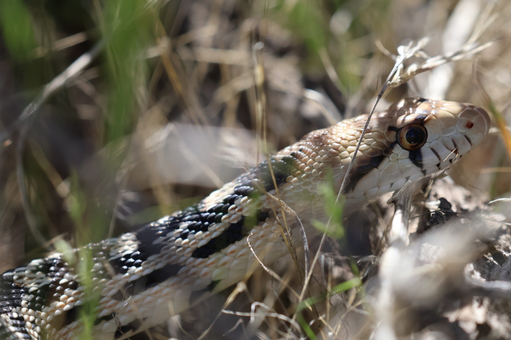 Great Basin Gopher Snake from Joshua Tree National Park, Joshua Tree ...