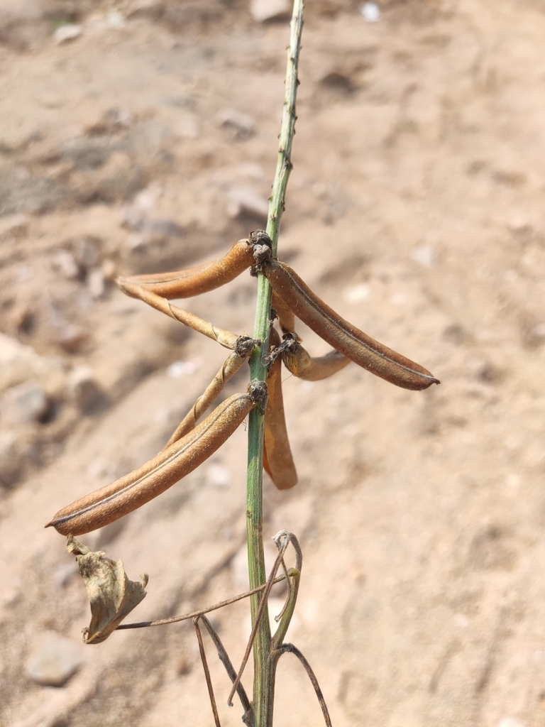 Streaked Rattlepod from Ningde, CN-FJ, CN on February 15, 2024 at 11:45 ...