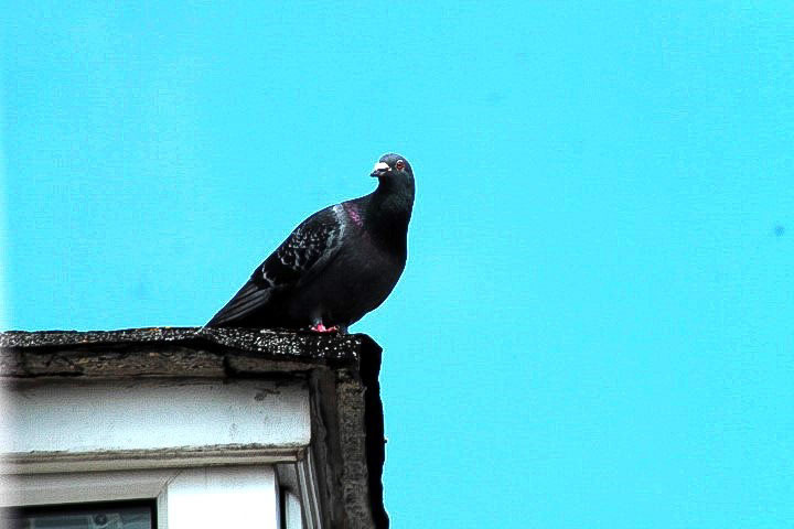 Feral Pigeon from Broadgreen, Liverpool L14, UK on May 1, 2024 at 01:08 ...