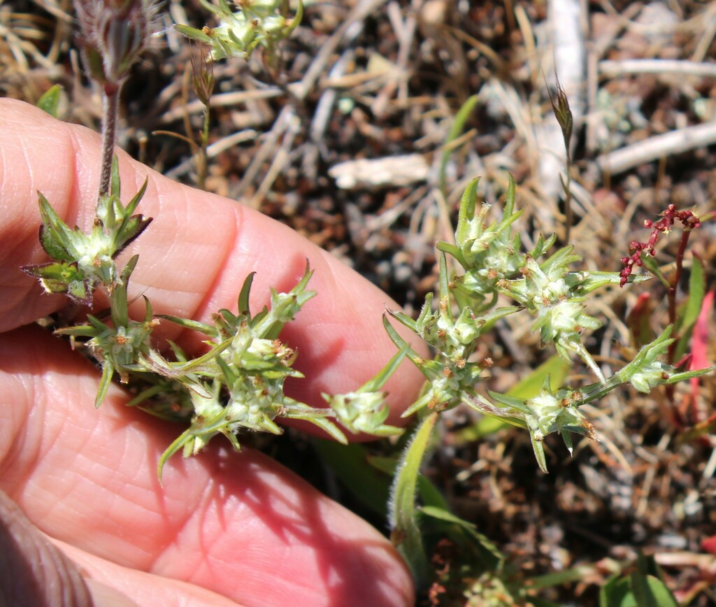 narrowleaf cottonrose from Golden Gate National Recreation Area ...