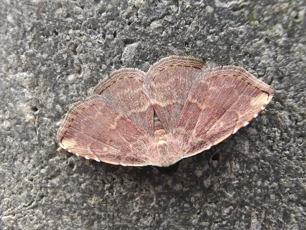 Autoba tristalis from Yichun, CN-JX, CN on May 1, 2024 at 10:43 AM by ...