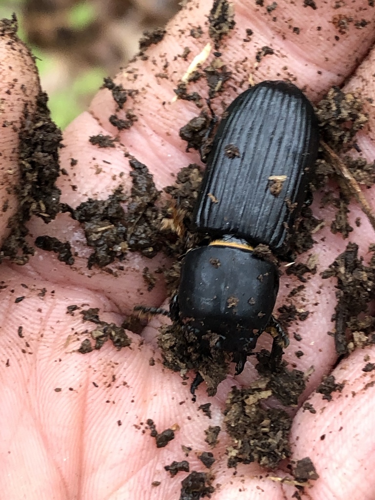 Horned Passalus Beetle from Prettyboy Reservoir Park, Parkton, MD, US ...