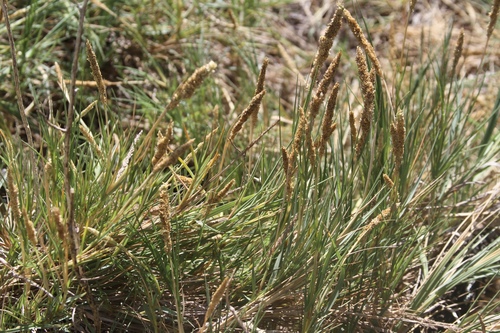 Seashore Dropseed (RE 12.1.2) · iNaturalist